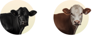 Cattle Breed Guide: Comparing Beef Quality