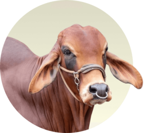 Cattle Breed Guide: Comparing Beef Quality