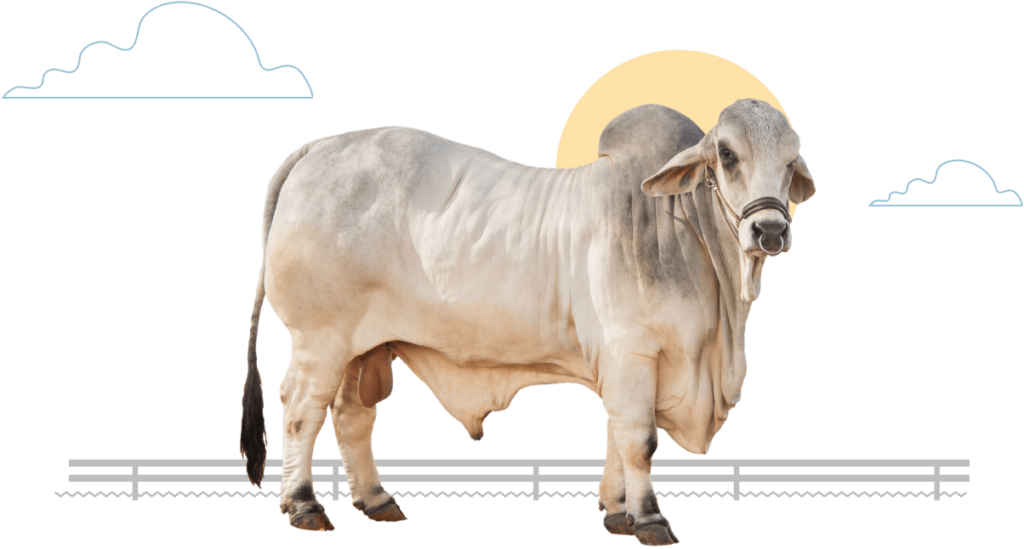 Cattle Breed Guide: Comparing Beef Quality