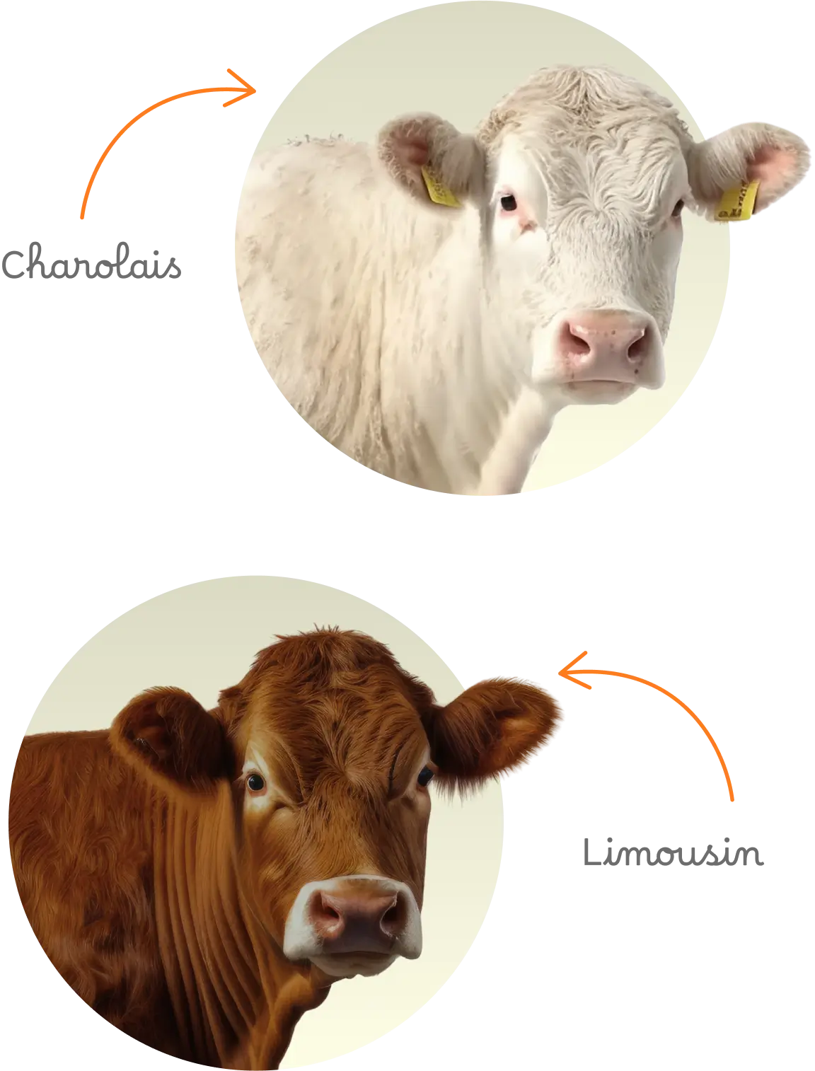 Breeds Of Cattle 12 Breeds That Make Great House Cows
