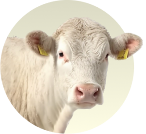 Cattle Breed Guide: Comparing Beef Quality