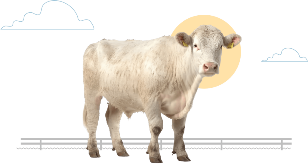 Cattle Breed Guide: Comparing Beef Quality