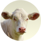 Cattle Breed Guide: Comparing Beef Quality