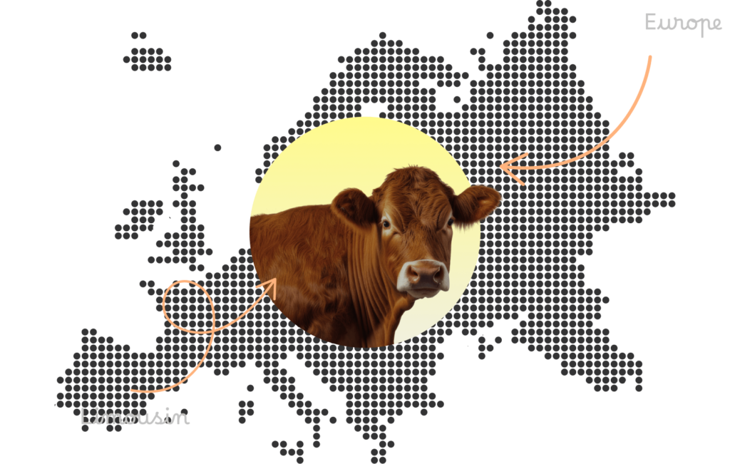 Cattle Breed Guide: Comparing Beef Quality