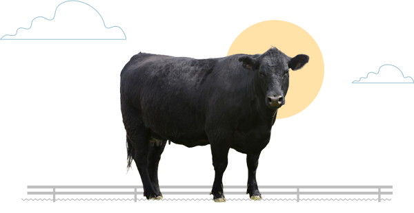 Cattle Breed Guide: Comparing Beef Quality