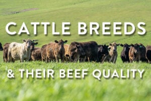 Cattle Breed Guide: Comparing Beef Quality
