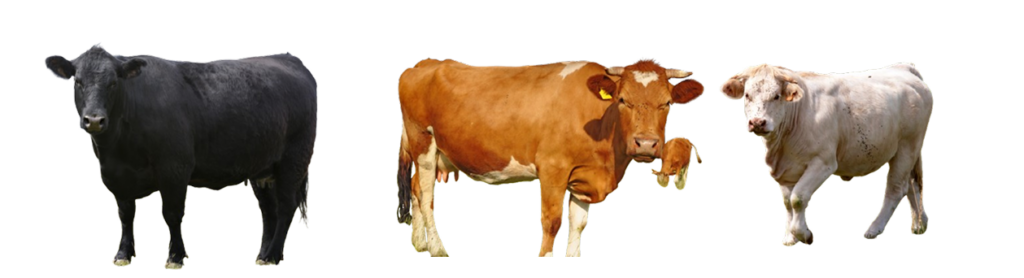 Cattle Breed Guide: Comparing Beef Quality