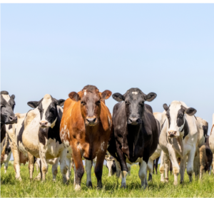 Cattle Breed Guide: Comparing Beef Quality