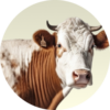 Cattle Breed Guide: Comparing Beef Quality