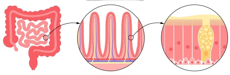 The Amazing Journey Through Your Digestive System