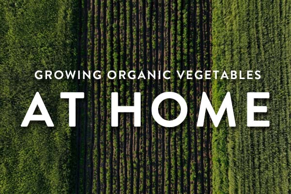 Sustainable Living: Cultivating Fresh Organic Produce at Home