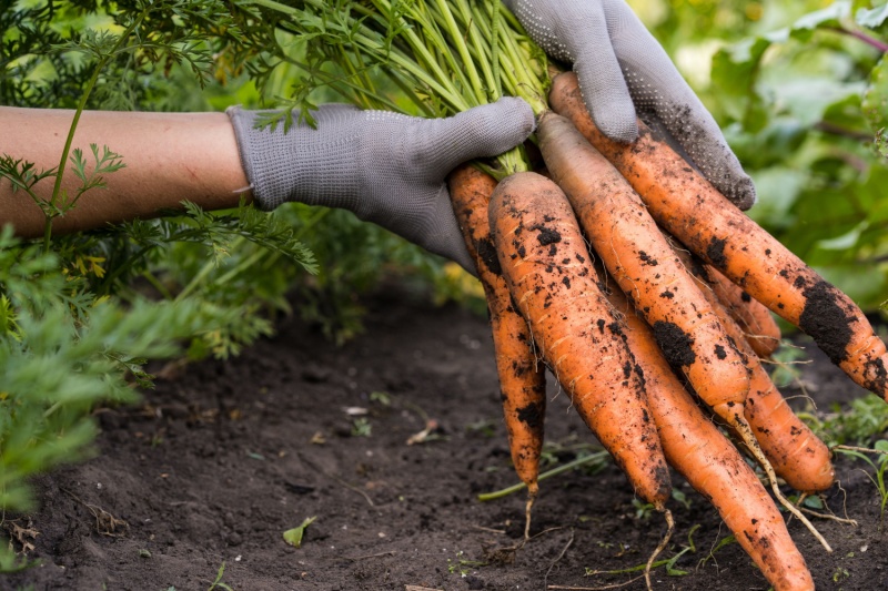 Sustainable Living: Cultivating Fresh Organic Produce at Home