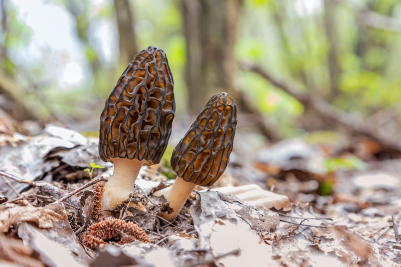 Beginner's Guide to Mycological Terms: Safe Foraging Glossary